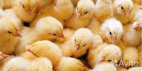 Продам цыплят и цыплят Амерауканов