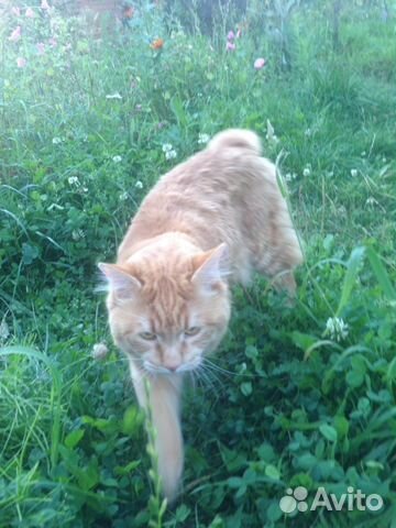 Котик ищет невесту