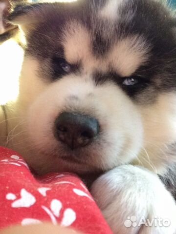 Серьезные ребята док РКФ