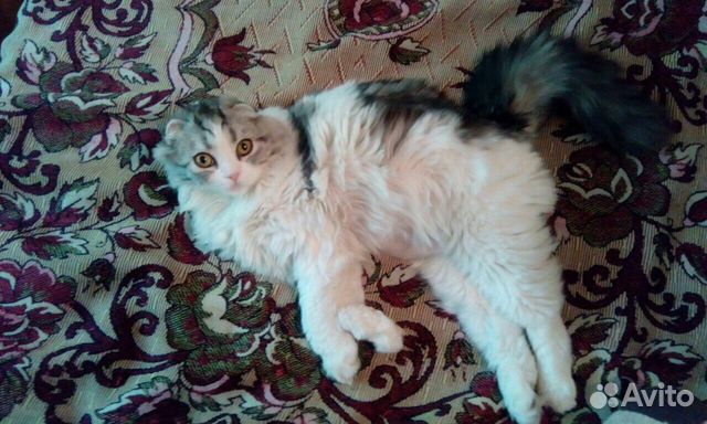 Котёнок (мальчик) 6 мес. Порода Шотланский вислоух