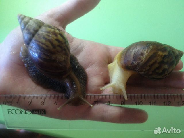 Улитки ахатинки (Achatina reticulata)
