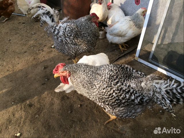 Доминаеты молодые Куры и петушки