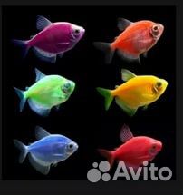 Данио,Тернеция гло-есть опт