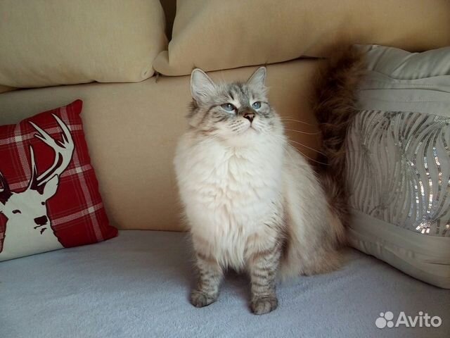 Мисти из Солнечного Ветра
