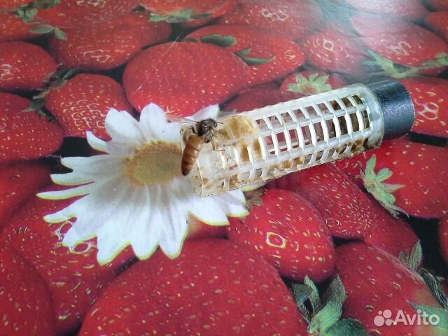 Пчеломатки Бакфаст F1,Карпатка,в наличи