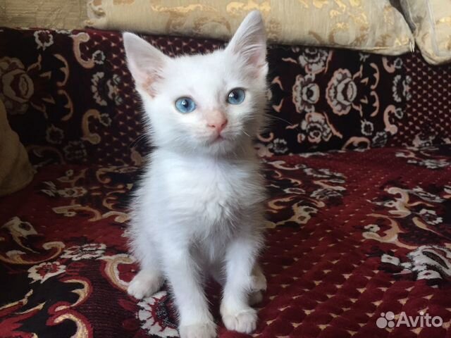 Белоснежная котёнок-девочка 1,5мес