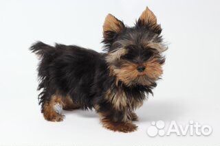 Щеночки йоркширского терьера