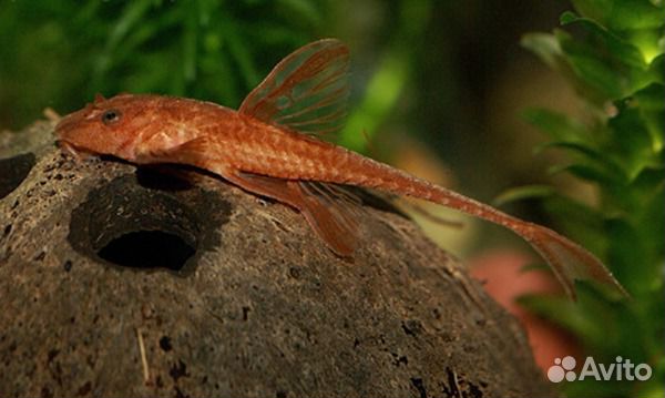 Лорикария красная