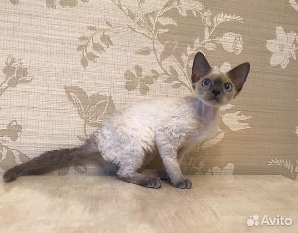 Голубоглазый котик Эллик