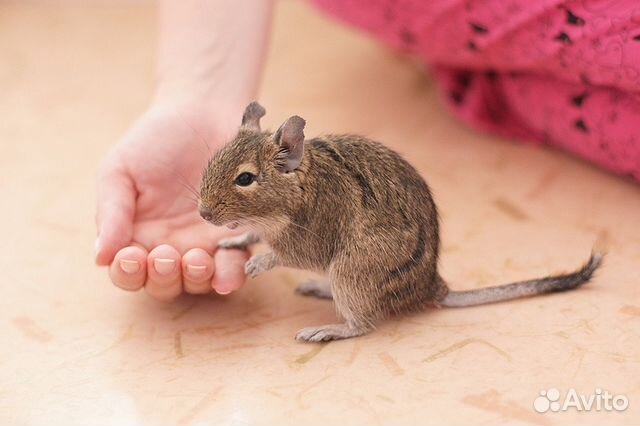 Чилийская Белочки Дегу