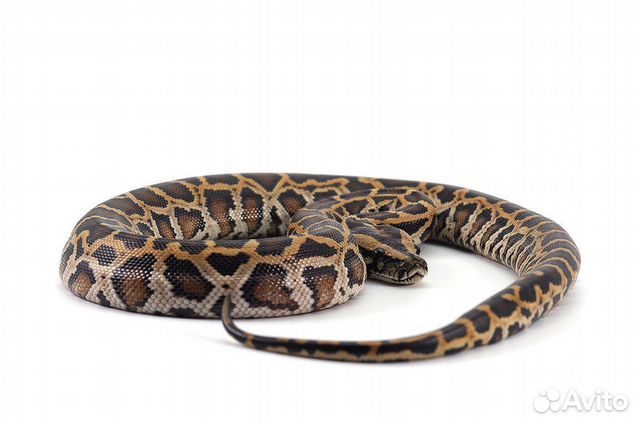 Тигровый питон