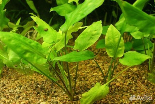 Криптакарина, Гигрофила, Валеснерия