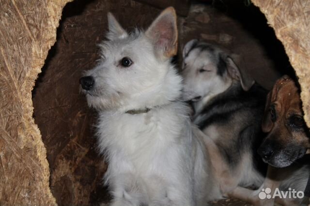 Нежная Соня в самые добрые руки