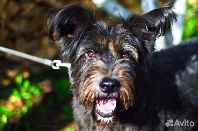 Домовенок Фаня в добрые руки