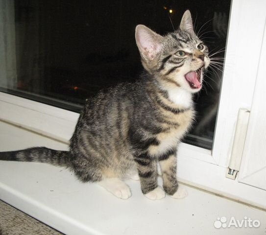 Котята-сестры Полосаткины, 3 мес, ищут дом