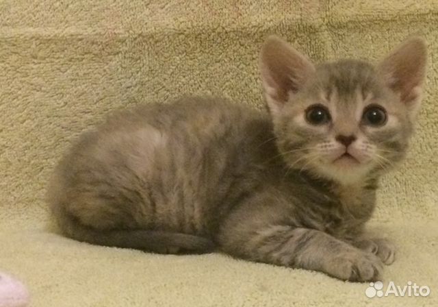 Карамельная Радость) Друг и компаньон в семье)