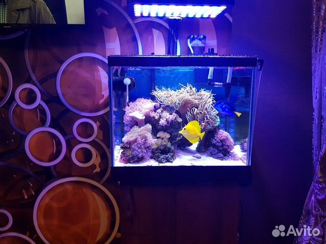 Морская рыба морской аквариум кораллы