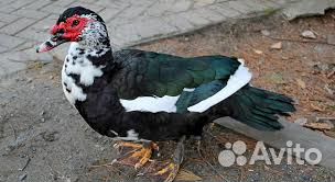 Утки Мускусные(индоутка) и Голубой фаворит