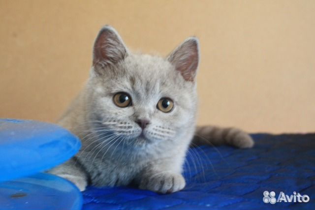 Предлагаю котёнка