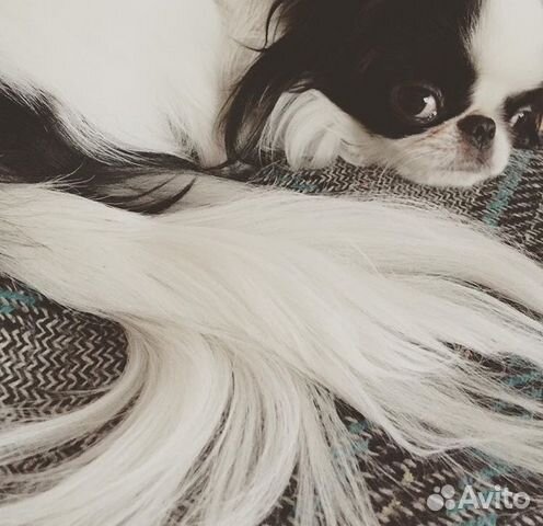 Вязка Японский хин мальчик 2 года