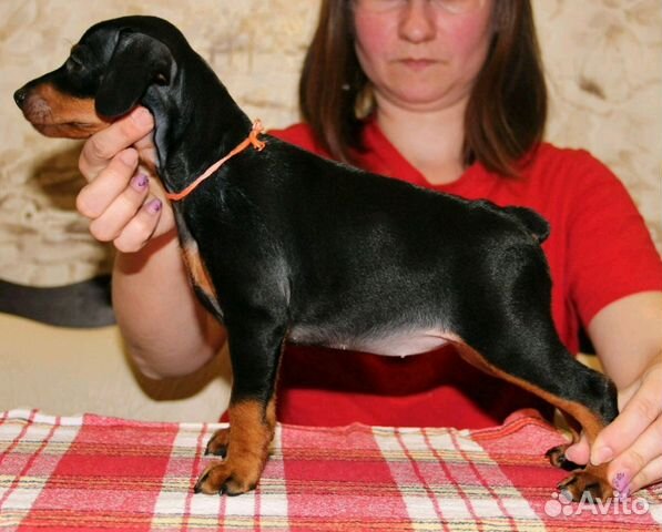 Доберман в миниатюре (Красноярск)