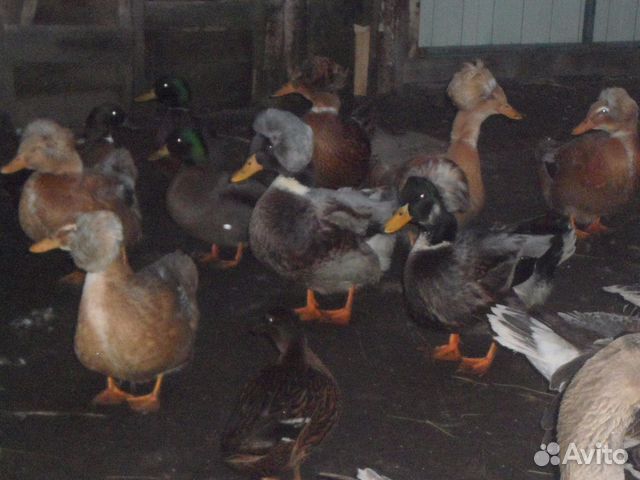 Утка Русская Хохлатая