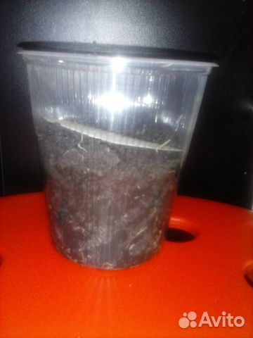 Энхитреусы - живой корм, грунт в аквариум