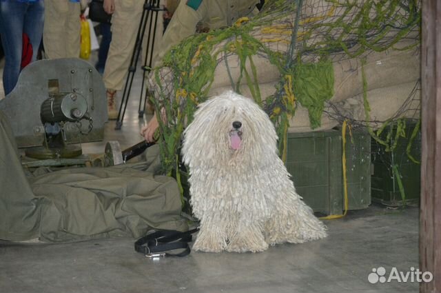 Пули Пуляши Пуляшики