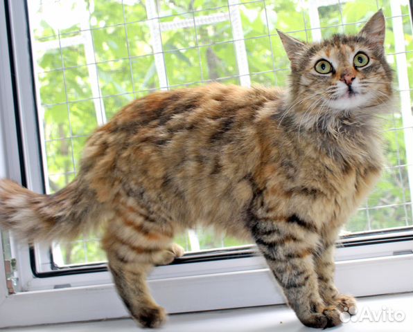 Маруська, стерилизована