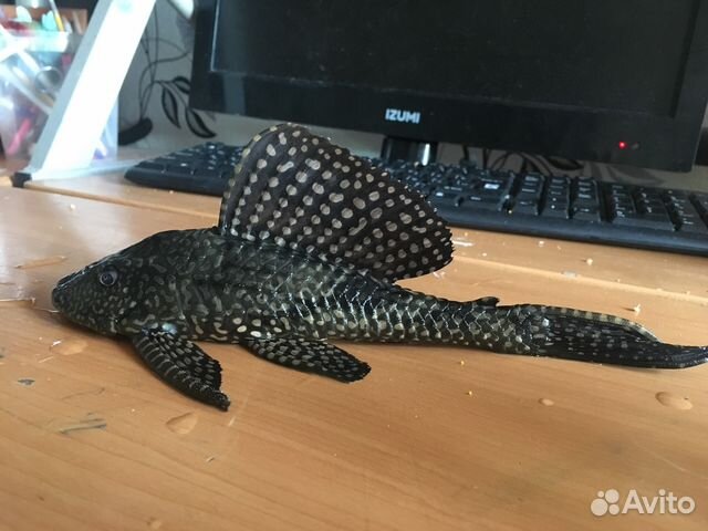 Сом парчовый