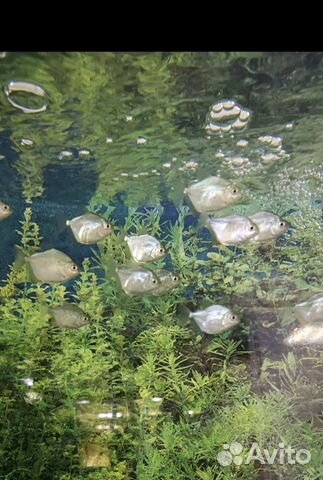 Аквариумая рыбка - метиннис