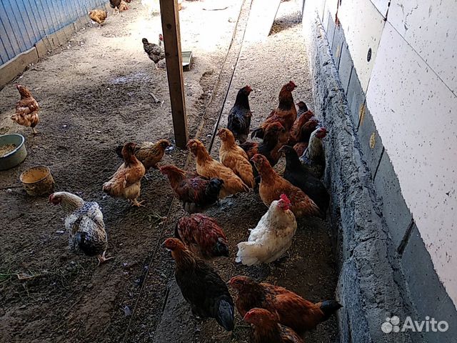 Продам молодых петухов
