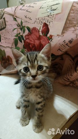 Шотландские котята