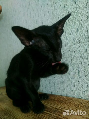 Ориенталочка