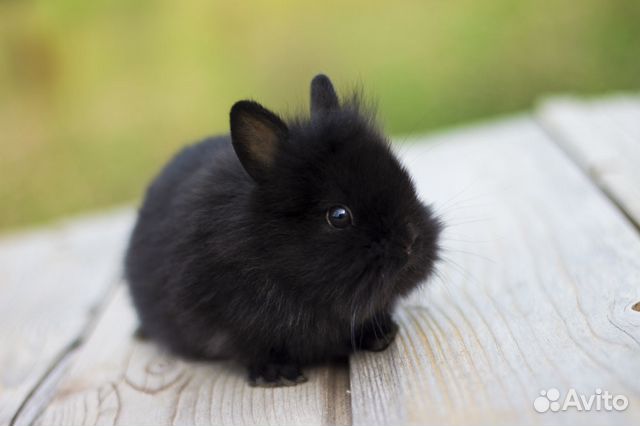 Львиноголовые миноры, карликовые крольчата