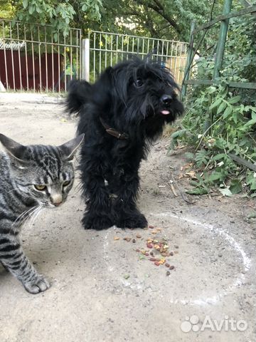 Маленький пёсик