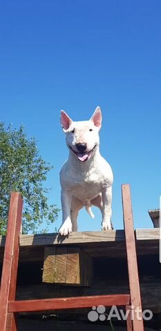 Минибуль кобель