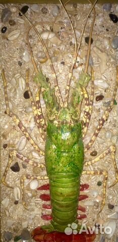 Семейство ракообразные "Омар"