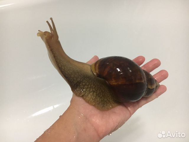 Улитки ахатина