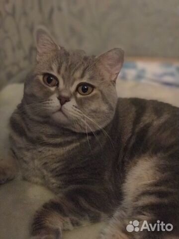 Котик ищет даму)