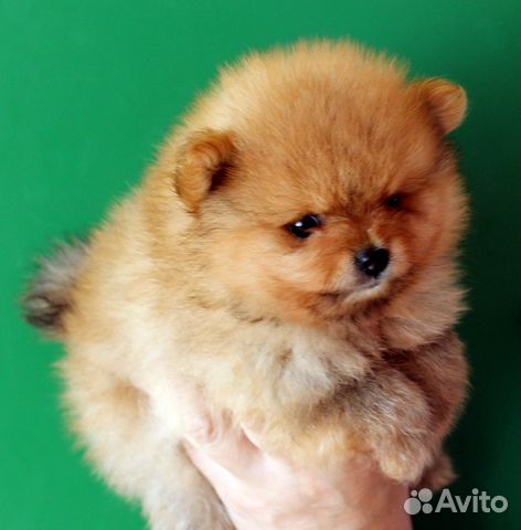 Щенки померанского шпица, самого маленького