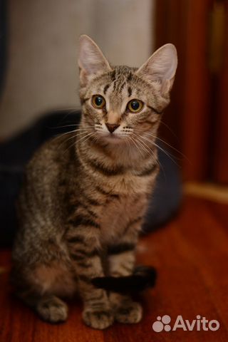 Милая полосаточка в поисках дома