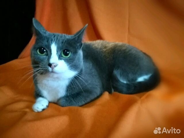 Кошечка метис русской голубой