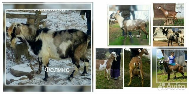 Продается нубийский козел от 6 лит.козы