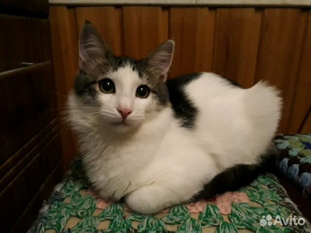 Суперкотик