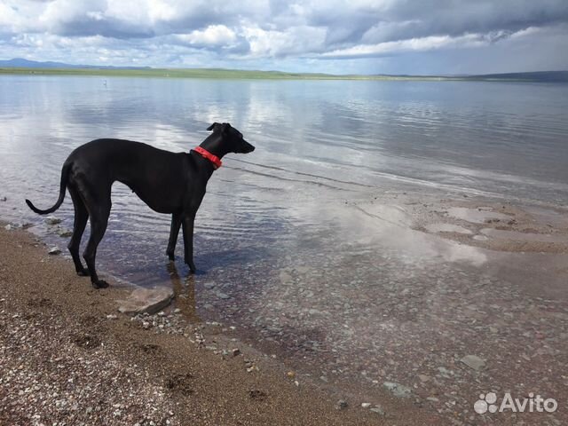 Мальчик левретки