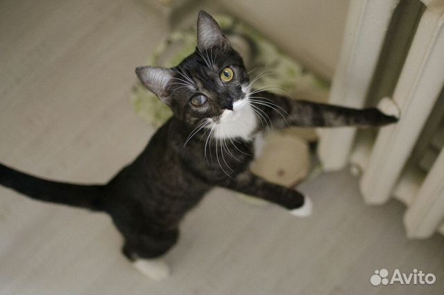 Кошка Чеширка