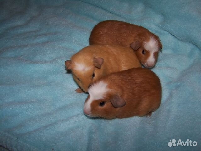 Крестеды малыши