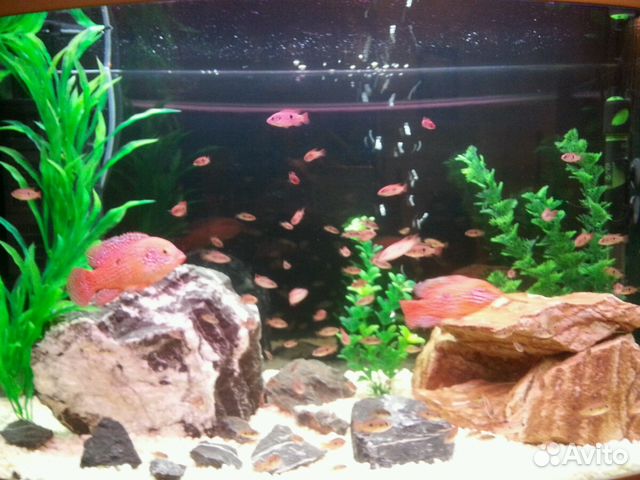 Аквариумные рыбки цыхлиды