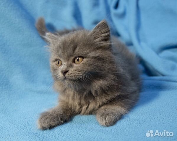 Плюшевые комочки счястья